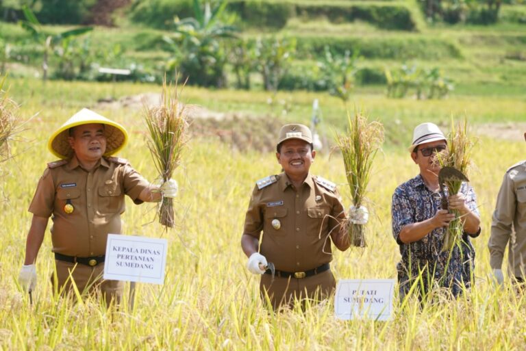 Bupati Sumedang Panen Padi Pola Tabela, Dorong Produktivitas dan ...